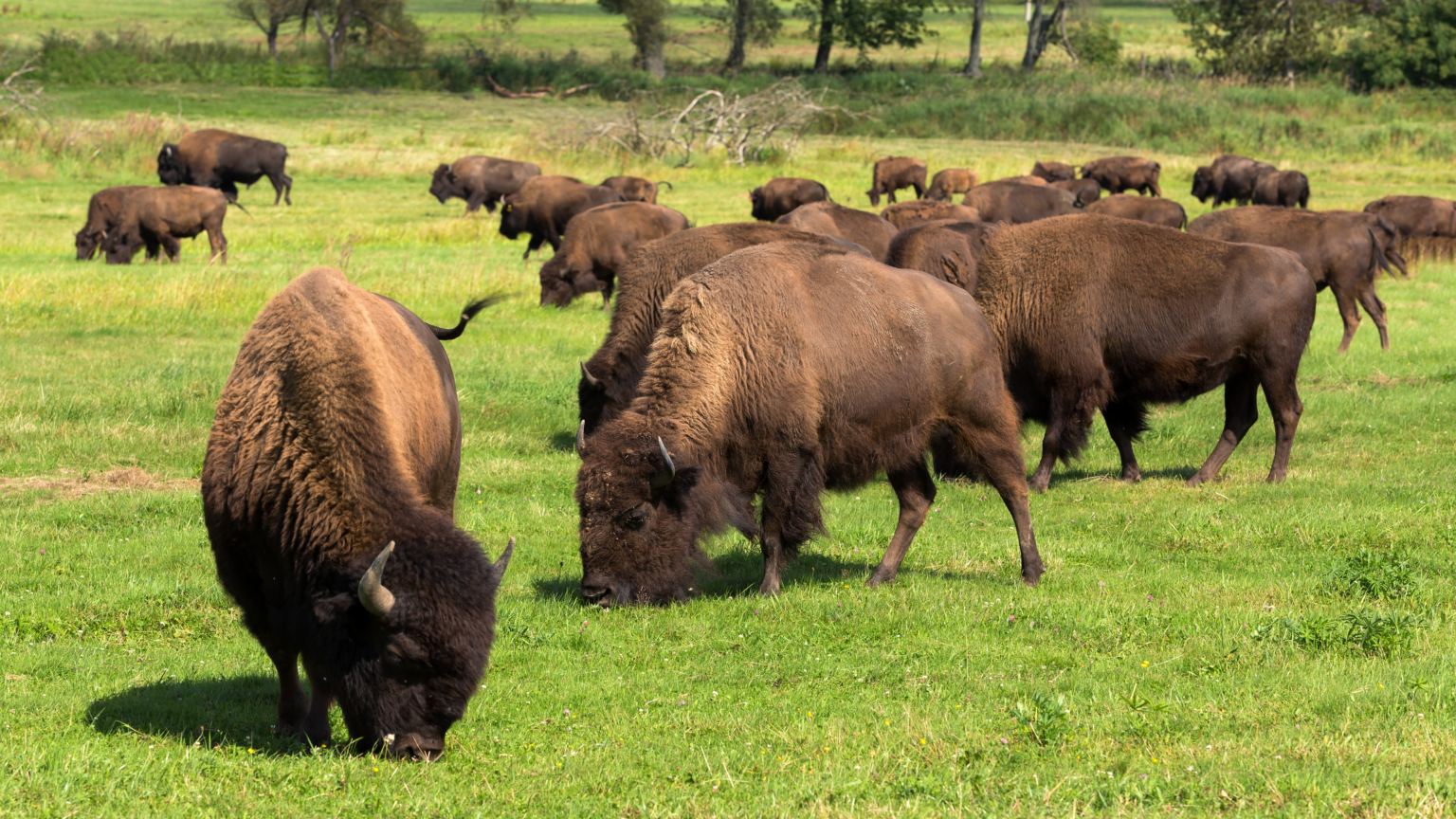 Guide to Driving the Scenic Custer State Park Wildlife Loop
