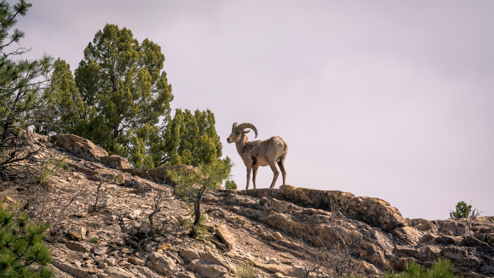 Guide to Driving the Scenic Custer State Park Wildlife Loop